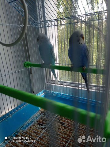 Волнистый попугай с клеткой