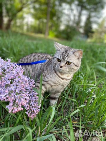 Шотландская прямоухая