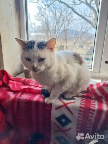 Котик молодой Зайка ищет дом очень