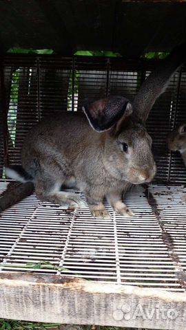 Кролики породы фландр