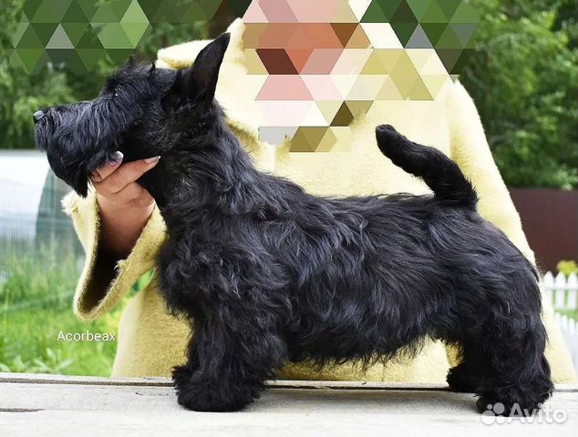 Щенки скотч терьера