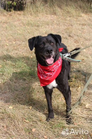 Лабрадор метис в дар из приюта спасите