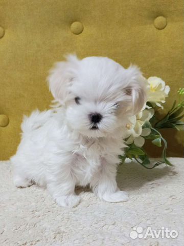 Миниатюрный мальчик