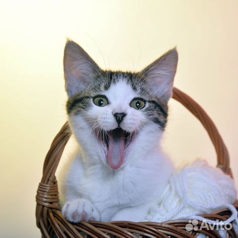 Котёнок Карина