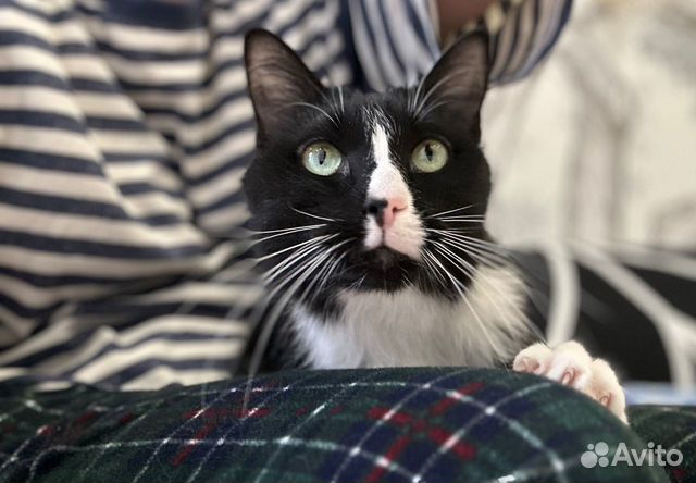 Несчастная очень ласковая Бонечка ищет передержку