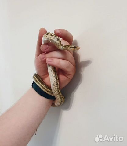 Узорчатый полоз. Нормал