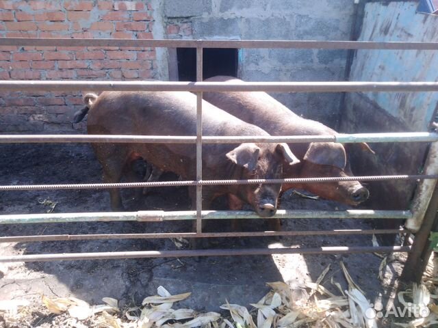 Свинки дюрок, на племя