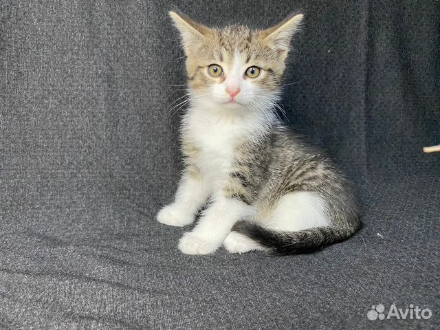 Славные дворянские котята-девочки в дар