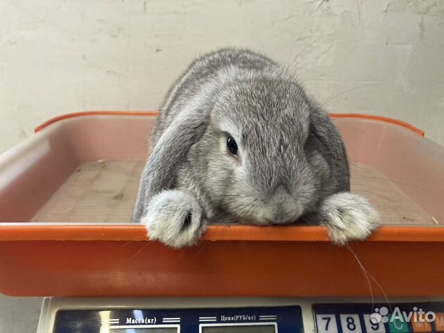 Декоративный вислоухий крольчонок