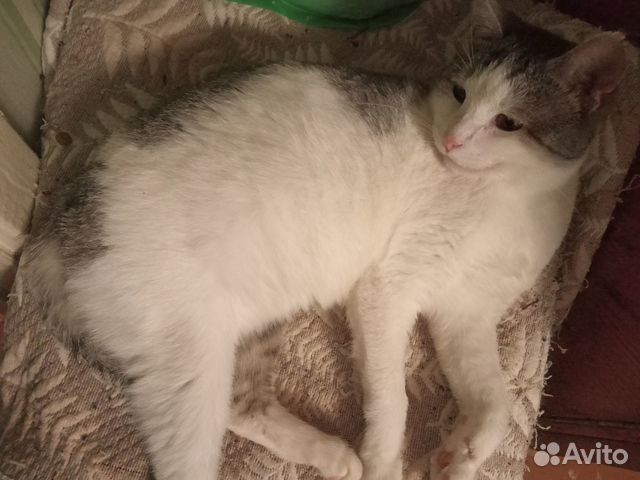 Очаровательный котик ищет дом