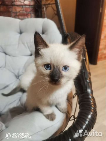Тайские котята