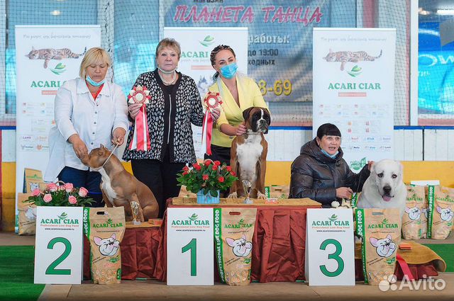 Боксёры Юниоры