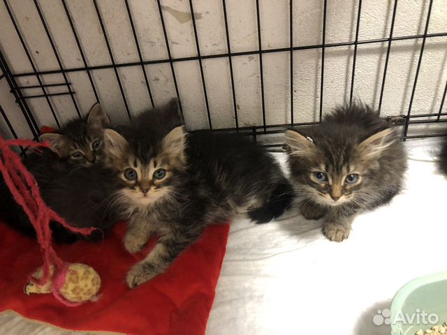 Малыши карандаши ишут дом