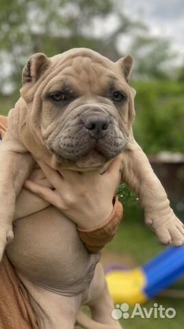 Американский булли мальчик