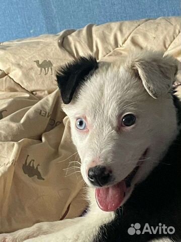 Щенки бесплатно