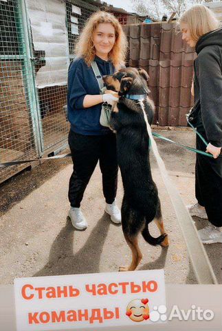 В приют Некрасовка нужны волонтёры