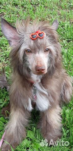 Мальчик Китайской хохлатой собаки