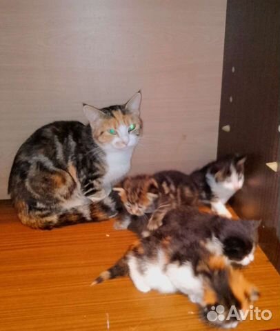 Котята от кошки крысоловки