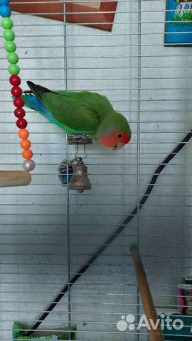 Отдам в хорошие руки бесплатно, попугая