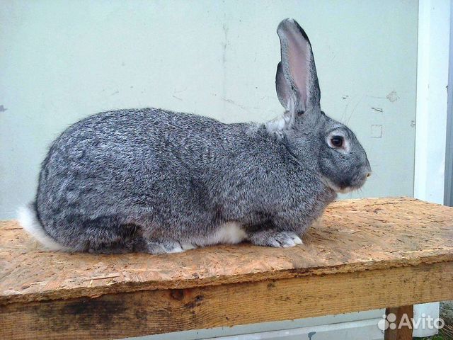 Рабочий крол шиншилла
