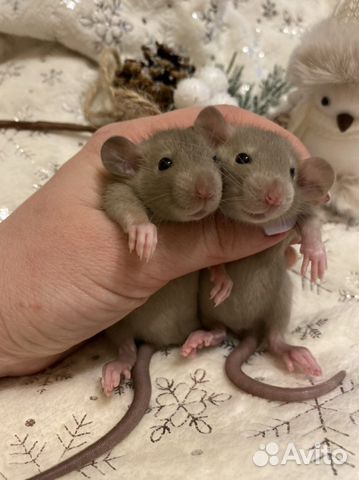 Ручные Крысята дамбо шоколад и Сиам.Питомник