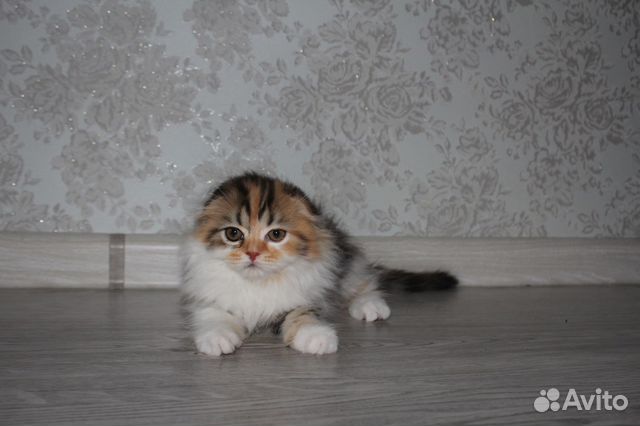 Красивые породные котята