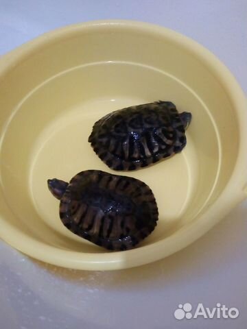 Отдам бесплатно в добрые руки 2х черепах