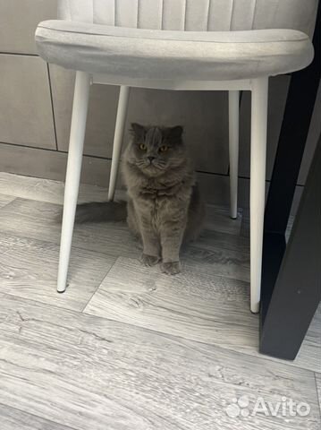 Шотландская вислоушка