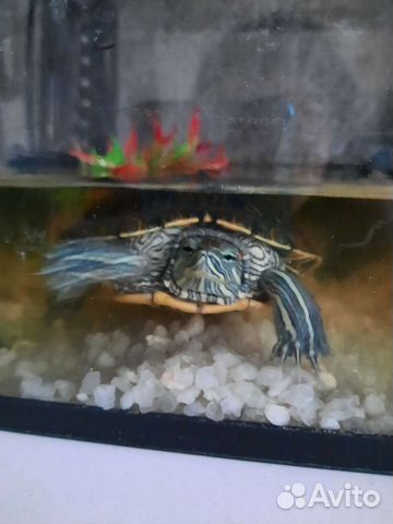Красноухая черепаха с аквариумом