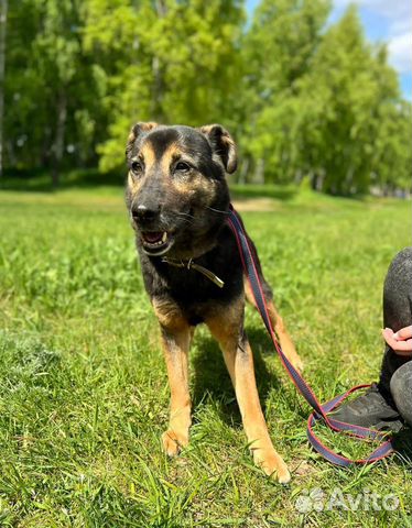 Собака 6 лет не выходила из клетки, ждет спасения