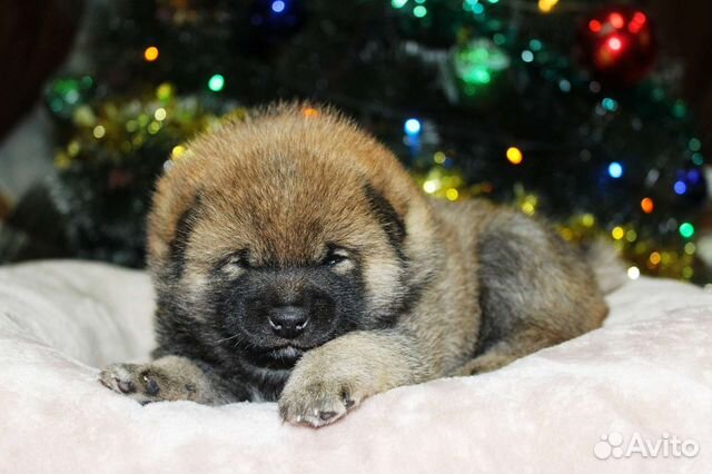 Шиба сиба ину