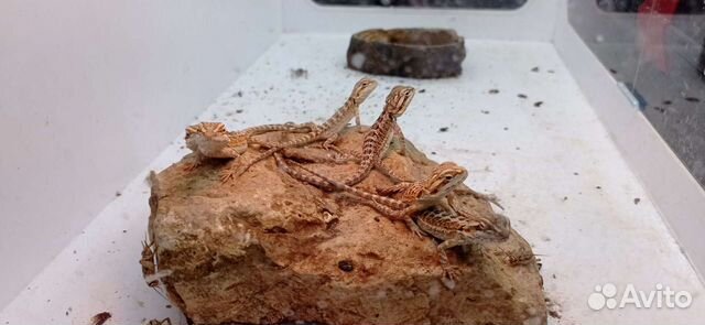 Малыши бородатой агамы