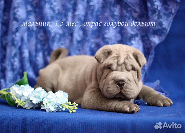 Голубой щенок шар-пея, мальчик