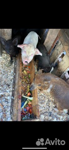 Поросенок ландрас