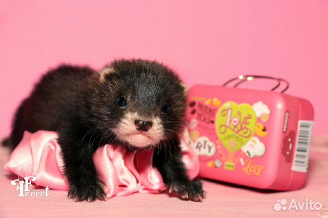 Детишки хорята