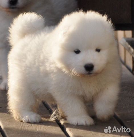 Щенки -мишки белых эксклюзивных помски