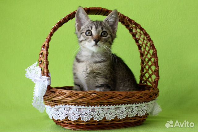 Ласковый и ручной котенок-полосатик Укропчик в дар