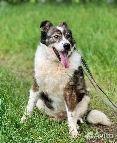 Собака обречена на смерть в клетке