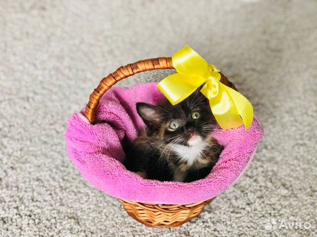 Котенок-девочка