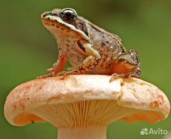 Лягушка на корм,в огород