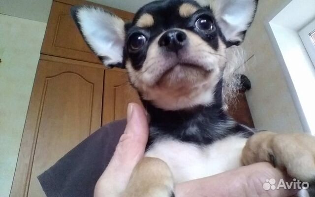 Мальчишки чишки