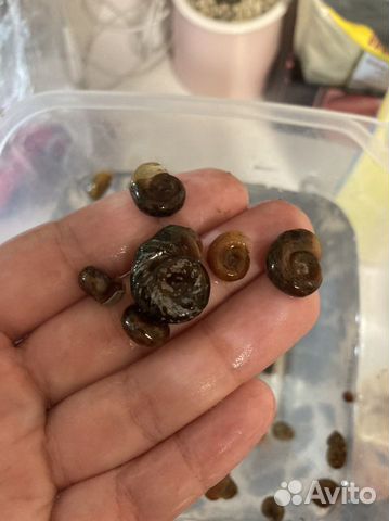 Улитки катушки