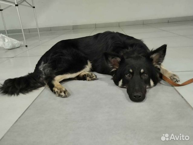 Красавец парень в добрые руки