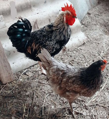 Петух чёрный доминант