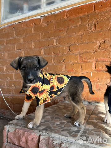 Щеночек Тучка в дар