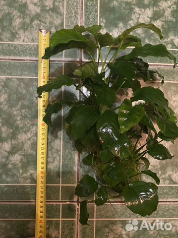 Анубиас бесплатно