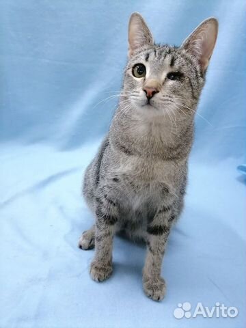 Котик Крокус