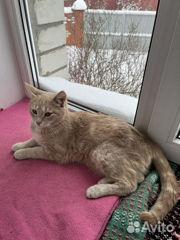 Котик 7-8 мес ищет дом