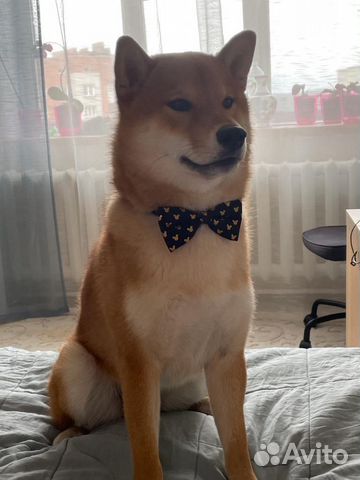 Сиба ину кобель вязка