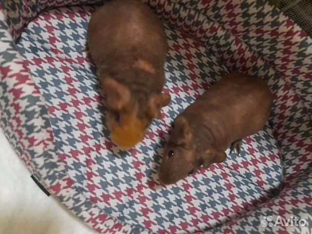 Морские свинки скини